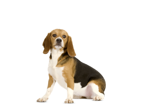 Hondenvoer volwassen Beagle vanaf 12 maanden | ROYAL CANIN® Beagle ...