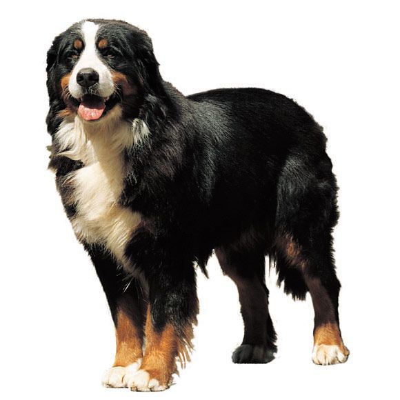 Berner Sennenhond - informatie over de Berner Sennenhond | Royal Canin