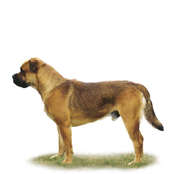 Ca de Bou - informatie over de Ca de Bou | Royal Canin