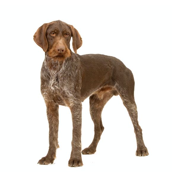 Duitse Staande - informatie over de Duitse Staande | Royal Canin