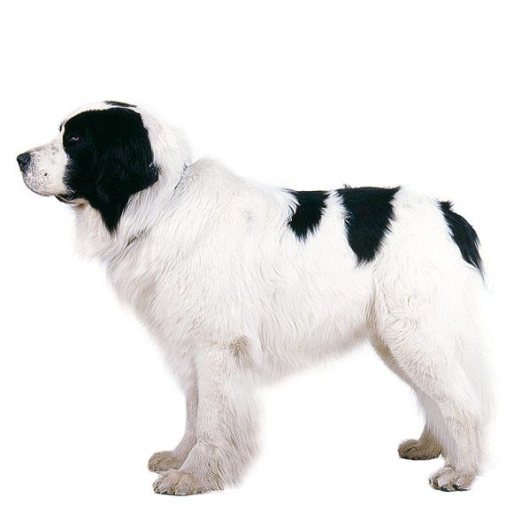 Landseer (ECT) - informatie over de Landseer (ECT) | Royal Canin