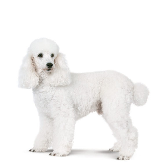 Poedel middenslag - informatie over de Poedel middenslag | Royal Canin