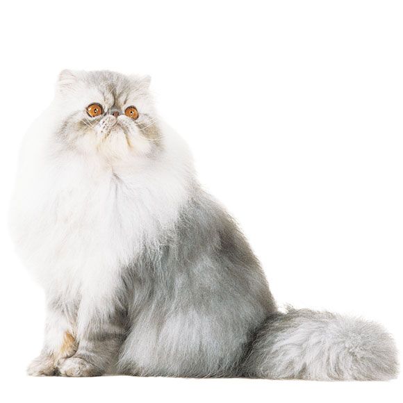 Perzisch Langhaar - informatie over de Perzisch Langhaar | Royal Canin