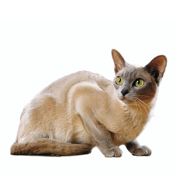 Burmees - informatie over de Burmees | Royal Canin