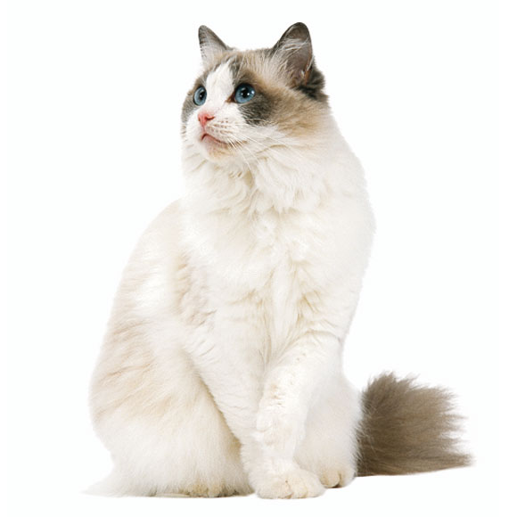 Ragdoll - karakter van de Ragdoll | Royal Canin