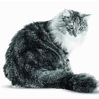 Kater of poes? Hoe zie je het verschil | Royal Canin | Royal Canin